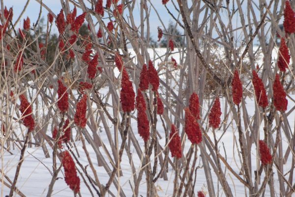 Nipissing First Nation – The Land, the People, the Future